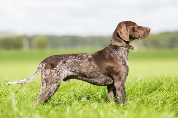 20 Short-Haired Dog Breeds for Hassle-Free Grooming (With Info ...