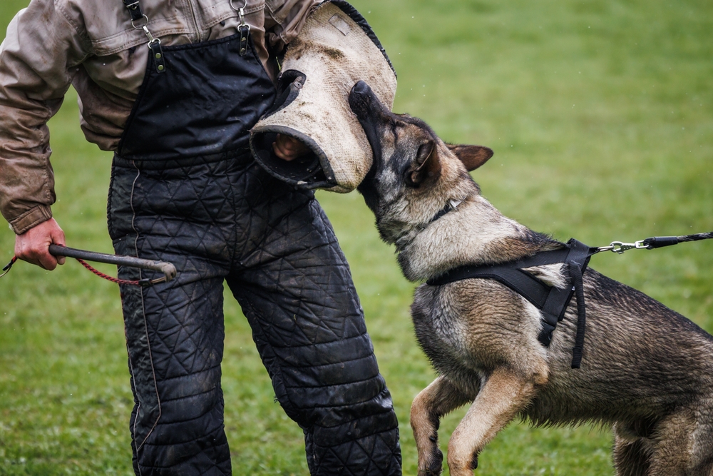 German Shepherd Bite Force: The Strength of Their Jaw – Dogster