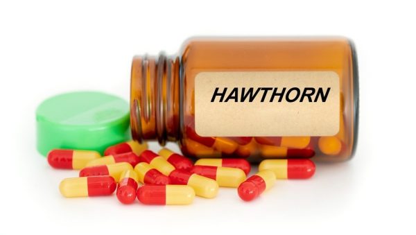 Hawthorn for Dogs: Our Vet Explains the Benefits, Risks & FAQ – Dogster