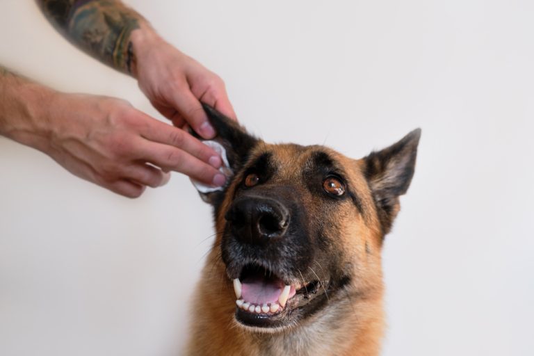How Often Should You Bathe a German Shepherd? Vet-Verified Grooming ...