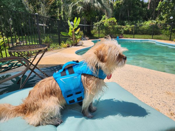 NRS CFD Dog Life Jacket Review 2026: An Expert’s Breakdown – Dogster