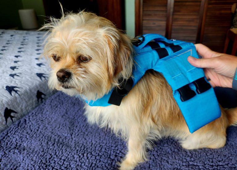 NRS CFD Dog Life Jacket Review 2026: An Expert’s Breakdown – Dogster