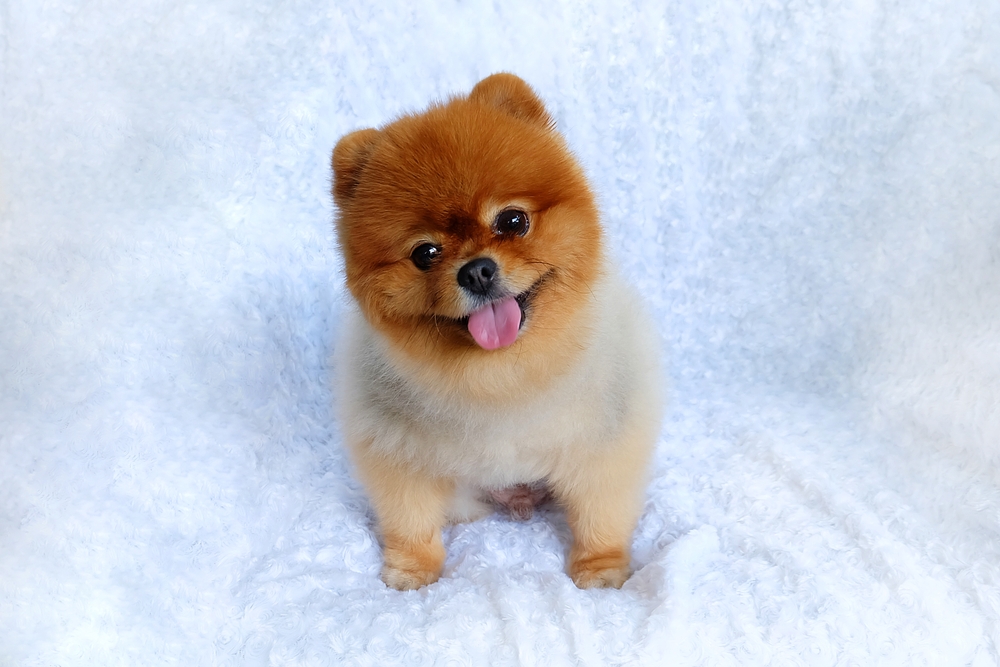 How Much Is a Teacup Pomeranian? 2026 Price Guide – Dogster