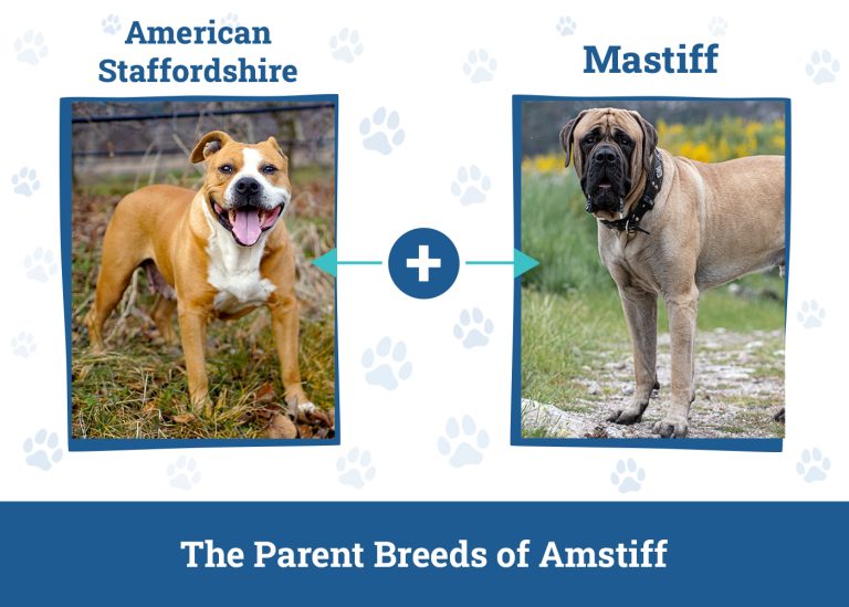 Amstiff Dog Breed: Info, Pictures, Care & More – Dogster