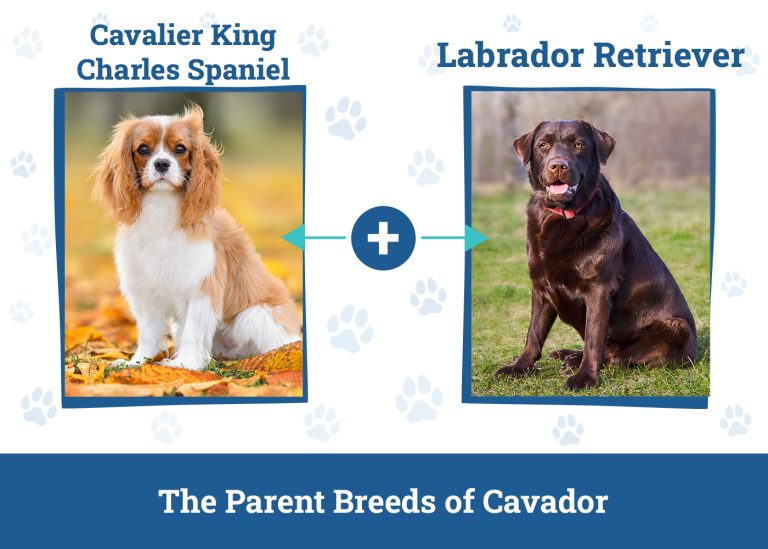 Cavador: Dog Breed Info, Pictures, Care Guide & More – Dogster