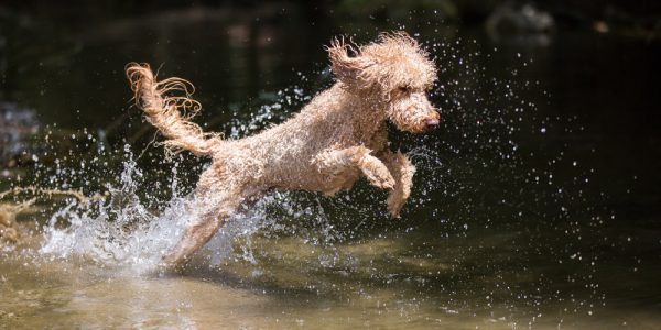 Can Poodles Swim? Vet Approved Water Guide for Your Pup – Dogster