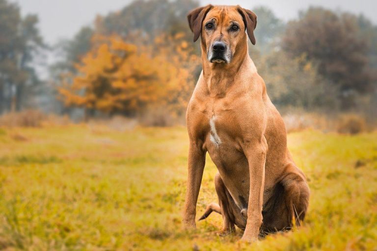 20 Short-Haired Dog Breeds for Hassle-Free Grooming (With Info ...