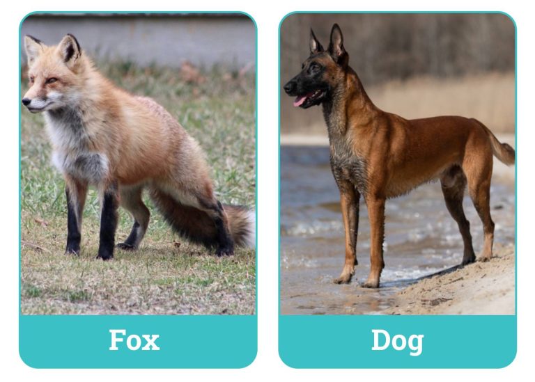 Are Foxes Related to Dogs? What the Science Tells Us (Vet-Reviewed ...