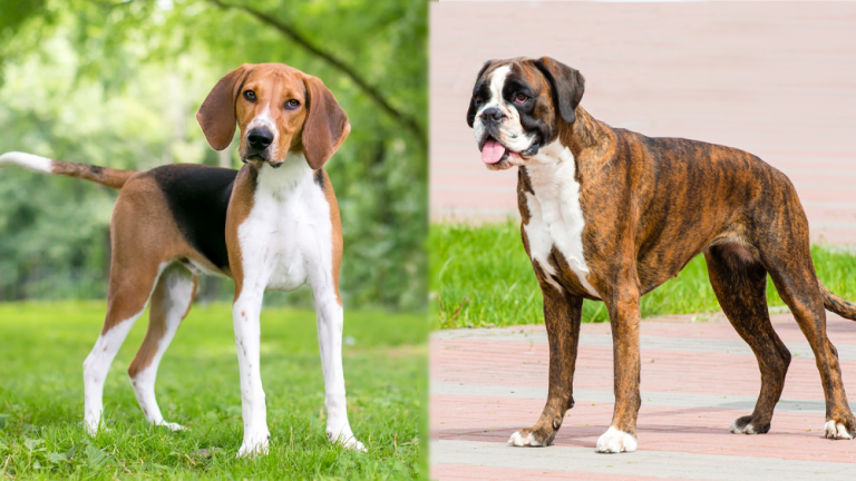 American Foxhound Boxer Mix Dog Breed: Info, Pictures Care & Facts – Dogster