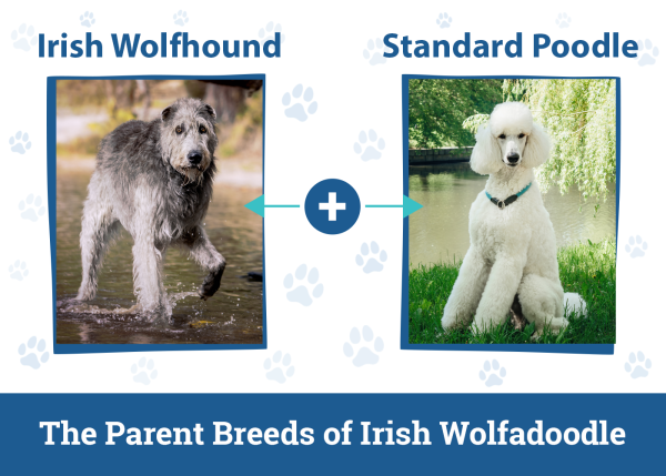Irish Wolfadoodle (Irish Wolfhound & Poodle Mix): Info, Pictures, Care ...