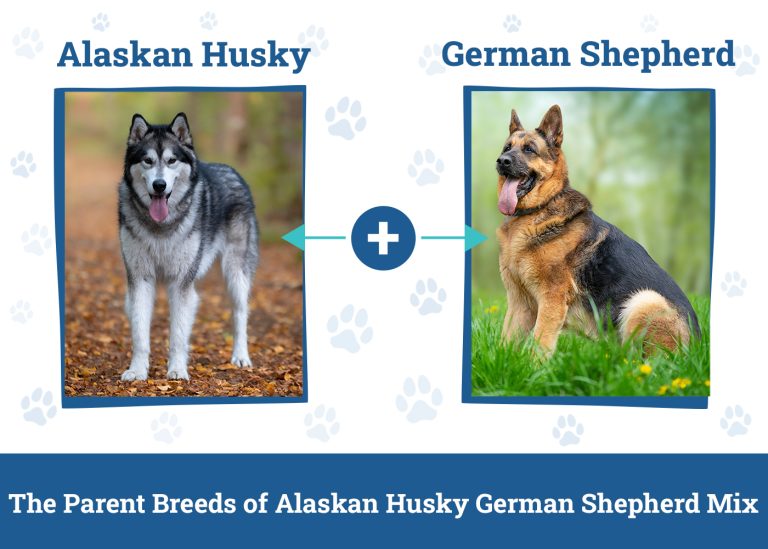 Alaskan Husky German Shepherd Mix: Dog Breed Info, Pictures, Care Guide ...