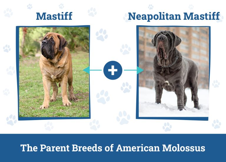 American Molossus Dog Breed: Info, Pictures, Care, & Facts – Dogster