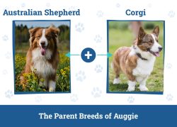Auggie Dog Breed: Info, Pictures, Care Guide & More – Dogster