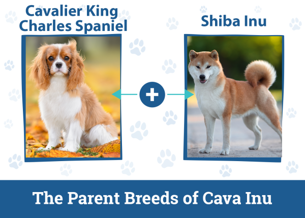 Cava Inu: Breed Info, Pictures, Care Guide, & More – Dogster