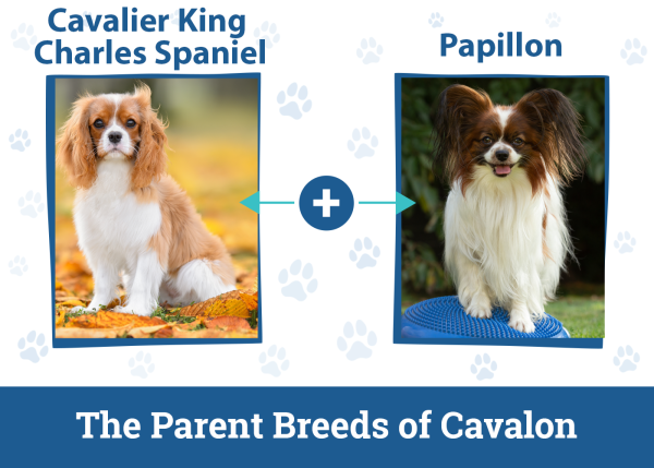 Cavalon Dog Breed: Info, Pictures, Care & More – Dogster