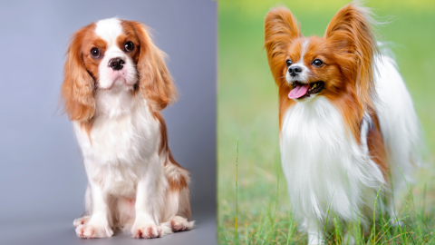 Cavalon Dog Breed: Info, Pictures, Care & Facts – Dogster