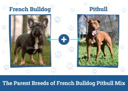 French Bulldog Pitbull Mix Dog Breed: Info, Pictures, Care & More – Dogster