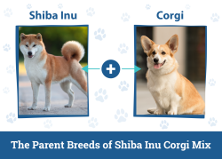 Shiba Inu Corgi Mix Dog Breed: Info, Pictures, Care & More – Dogster