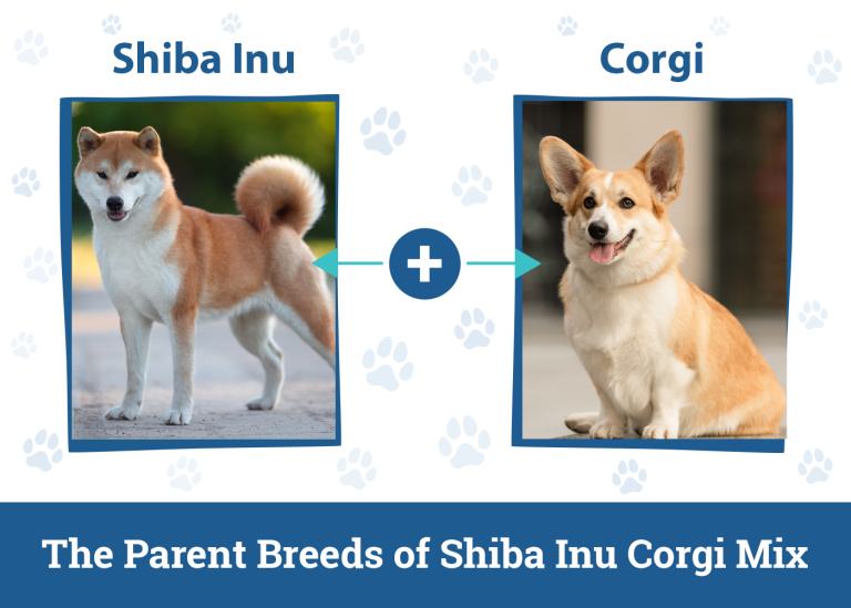 Shiba Inu Corgi Mix Dog Breed: Info, Pictures, Care & More – Dogster