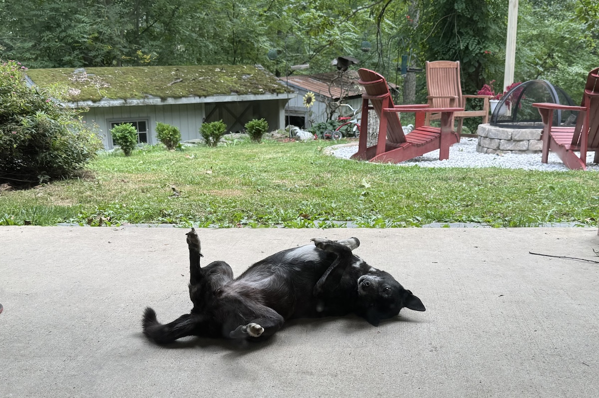 Dogs and Children: A Match Made in Heaven – Dogster