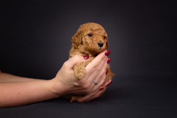 How Big Do Mini Poodles Get? Vet Reviewed Average Weight & Growth Chart ...