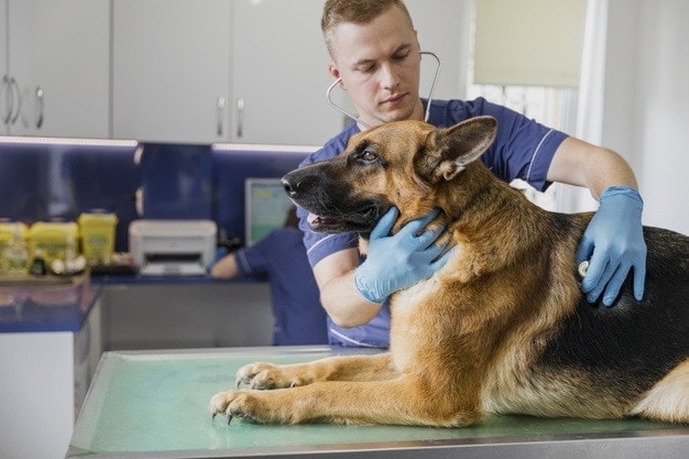 How to Take Care of Your Dog: 21 Vet-Approved Tips – Dogster