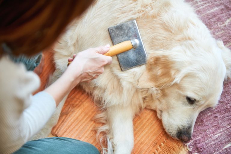 Do Golden Retrievers Need Grooming & How Often? Vet-Approved Tips – Dogster