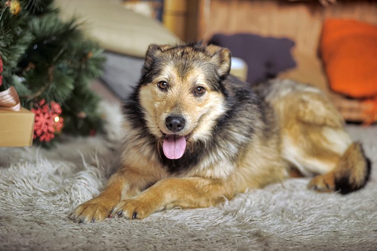 Alaskan Husky German Shepherd Mix Breed: Info, Pictures, Care & More ...