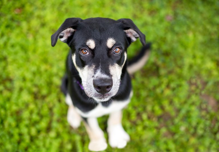 Alaskan Husky German Shepherd Mix Breed: Info, Pictures, Care & More ...