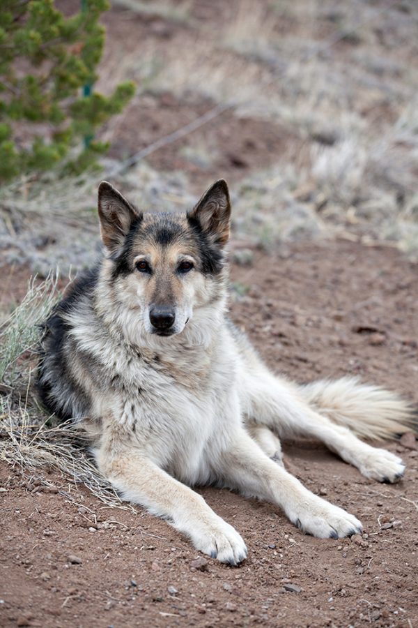 Alaskan Shepherd: Pictures, Info, Care Guide & More – Dogster
