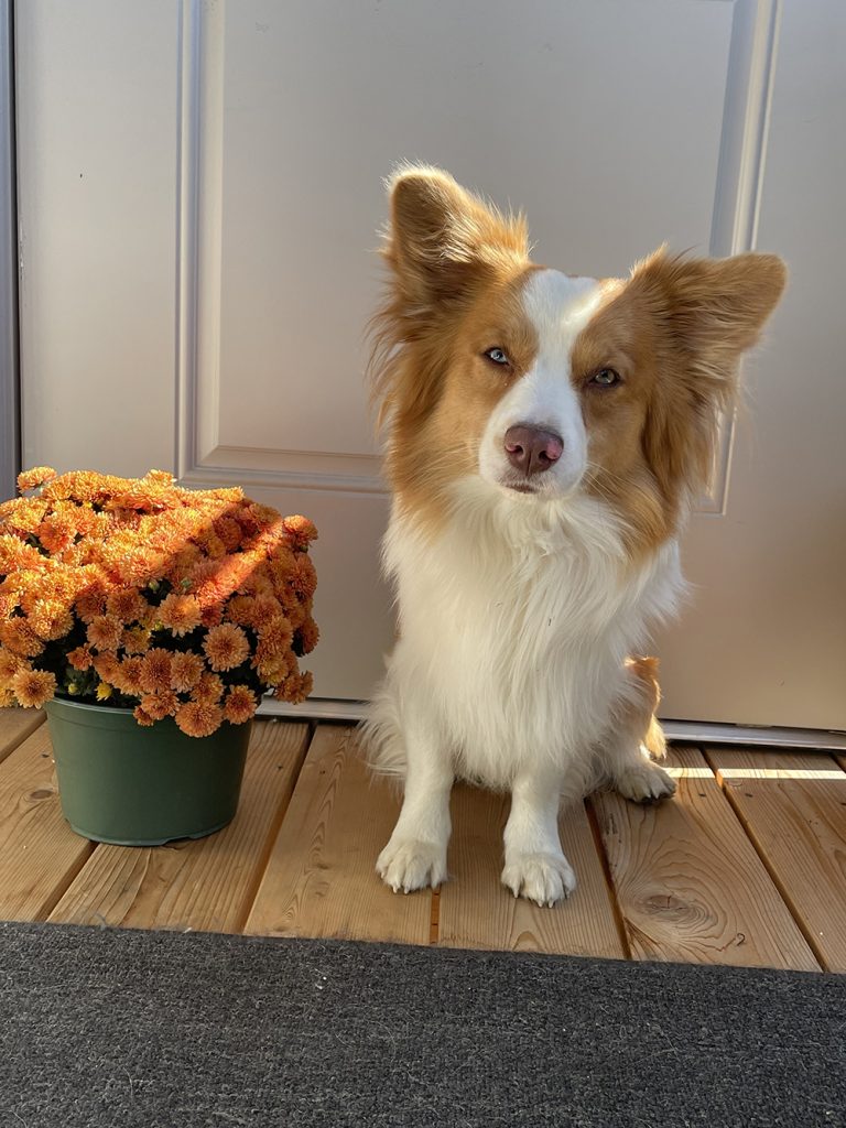 Auggie Dog Breed: Info, Pictures, Care Guide & More – Dogster