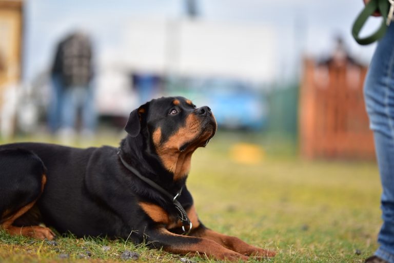 How Much Does It Cost to Own a Rottweiler? 2025 Price Guide – Dogster