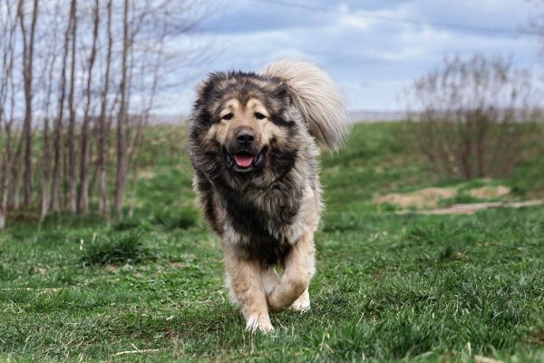 Caucasian Shepherd Dog Breed: Info, Pictures, Care & Facts – Dogster