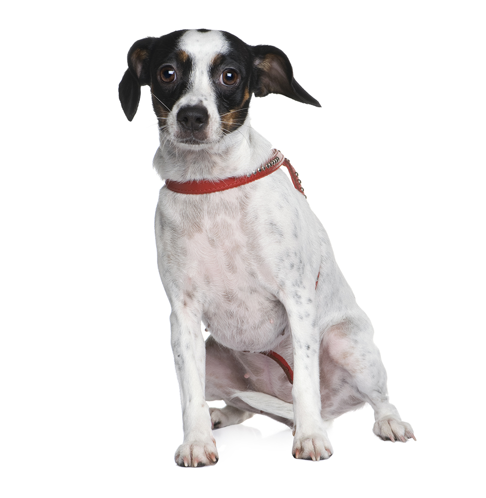 Cavajack: Pictures, Info, Care Guide & More – Dogster