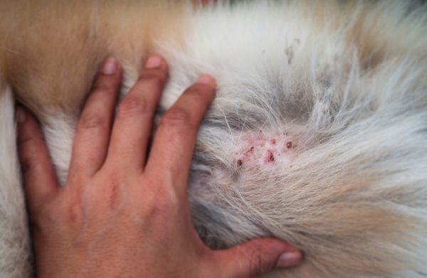 Why Does My Dog Have Scabs on Their Back? 6 Vet-Verified Reasons – Dogster