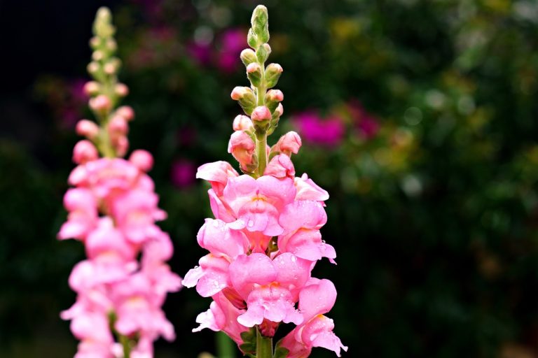 Are Snapdragons Poisonous to Dogs? Vet-Reviewed Facts & Safety – Dogster