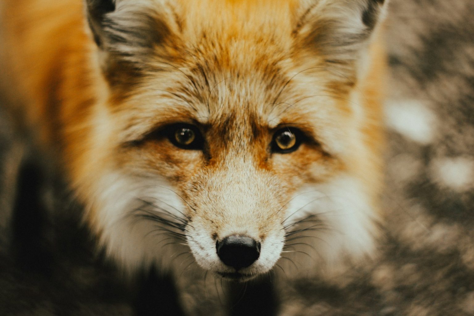 Are Foxes Related to Dogs? What the Science Tells Us (Vet-Reviewed ...