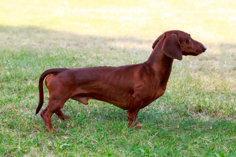 Why Are Dachshunds So Long? Vet-Reviewed Anatomy & Special ...