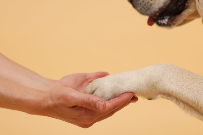 Blisters on Dog Paws (Vet Answer): Treatment, Causes & Prevention – Dogster
