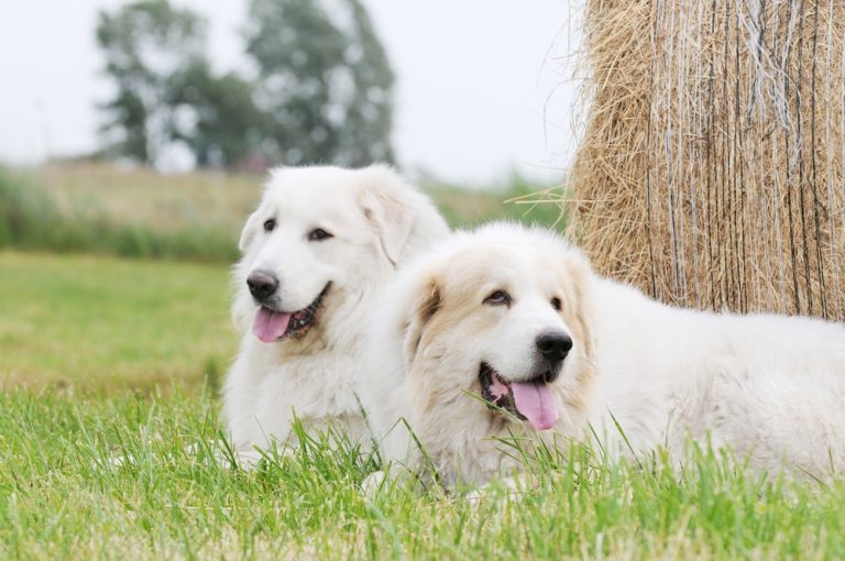 How Big Do Great Pyrenees Get? Average Weight & Growth Chart (Vet ...