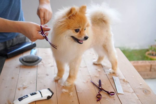 What Is a Puppy Cut: History & Grooming Tips – Dogster