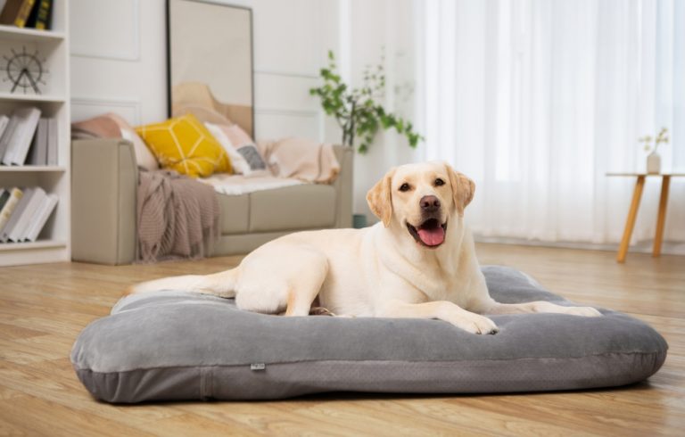 When to Spay or Neuter a Labrador? Vet-Approved Guide & Facts – Dogster