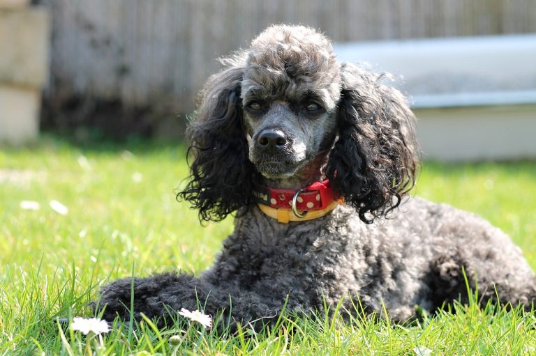 How Big Do Mini Poodles Get? Vet Reviewed Average Weight & Growth Chart ...
