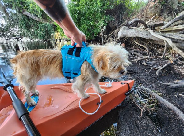 NRS CFD Dog Life Jacket Review 2026: An Expert’s Breakdown – Dogster