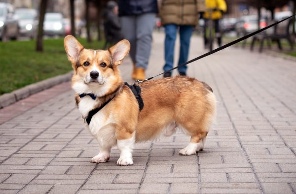 200+ Corgi Names: Ideas for Adorable & Quirky Dogs – Dogster