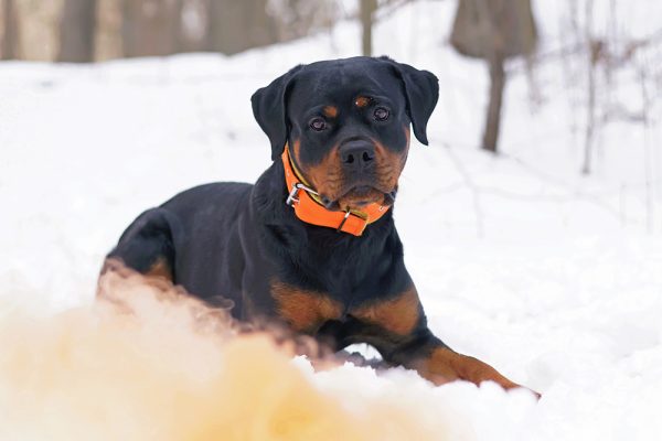 How Much Does It Cost to Own a Rottweiler? 2025 Price Guide – Dogster