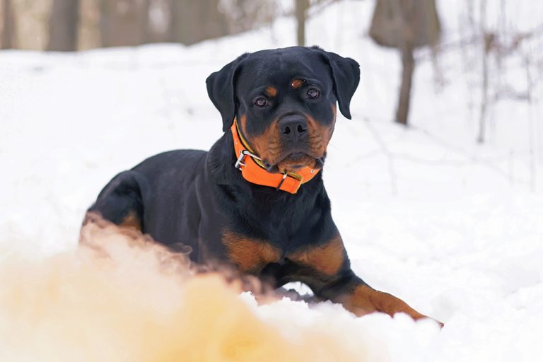 How Much Does It Cost to Own a Rottweiler? 2025 Price Guide – Dogster