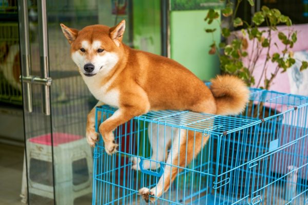 15 Vet-Reviewed Shiba Inu Facts That You Might Not Know – Dogster