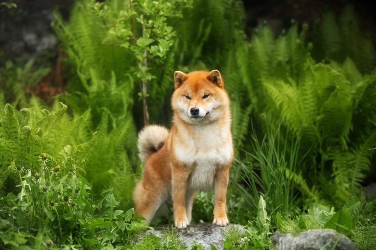 15 Vet-Reviewed Shiba Inu Facts That You Might Not Know – Dogster