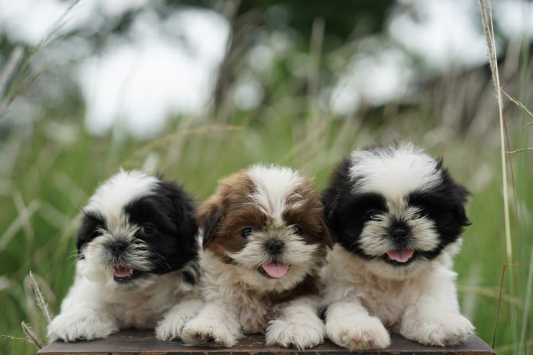Why Do Shih Tzus Lick So Much? 12 Vet Reviewed Reasons – Dogster